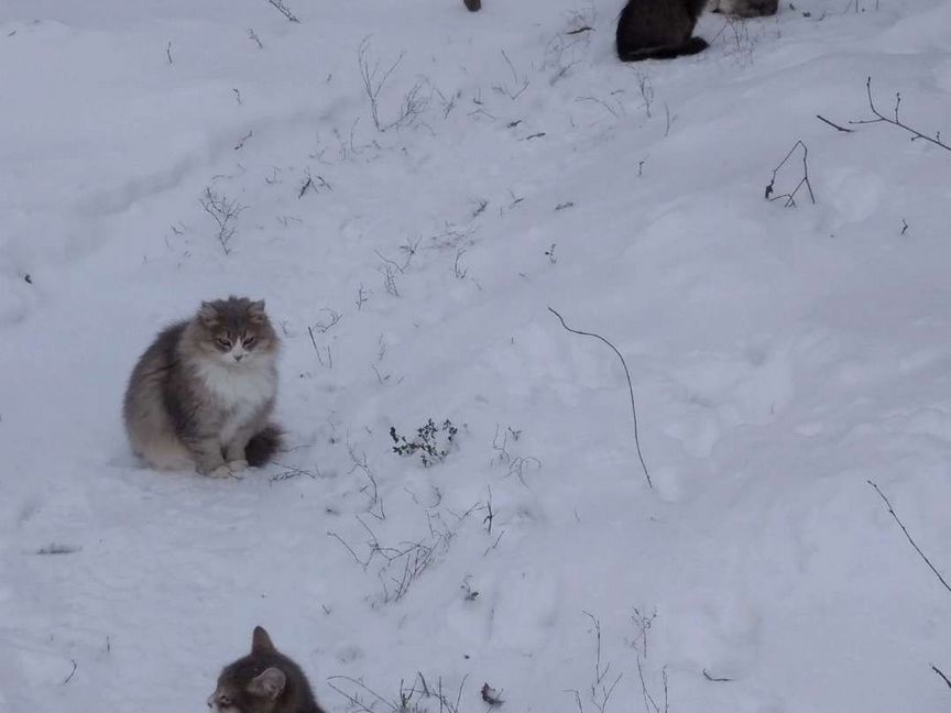 Котята замерзают в садах