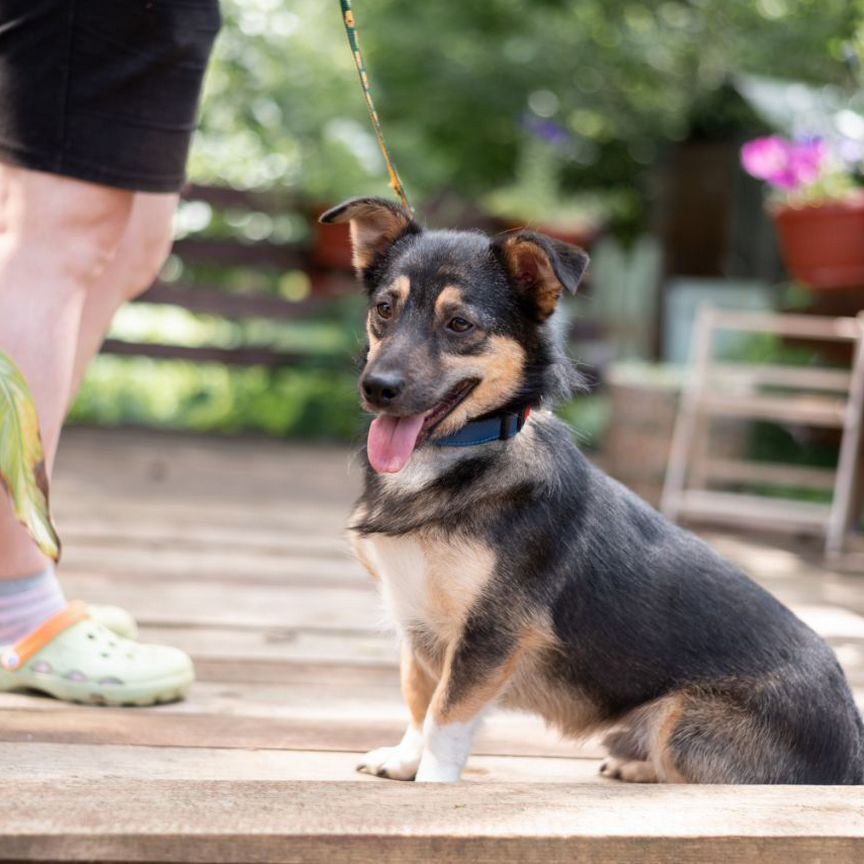 Маленькая собака в добрые руки