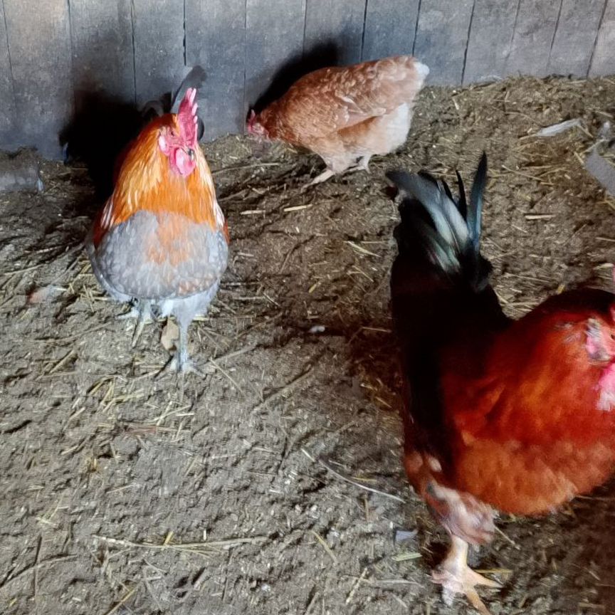 Продам домашнего петуха