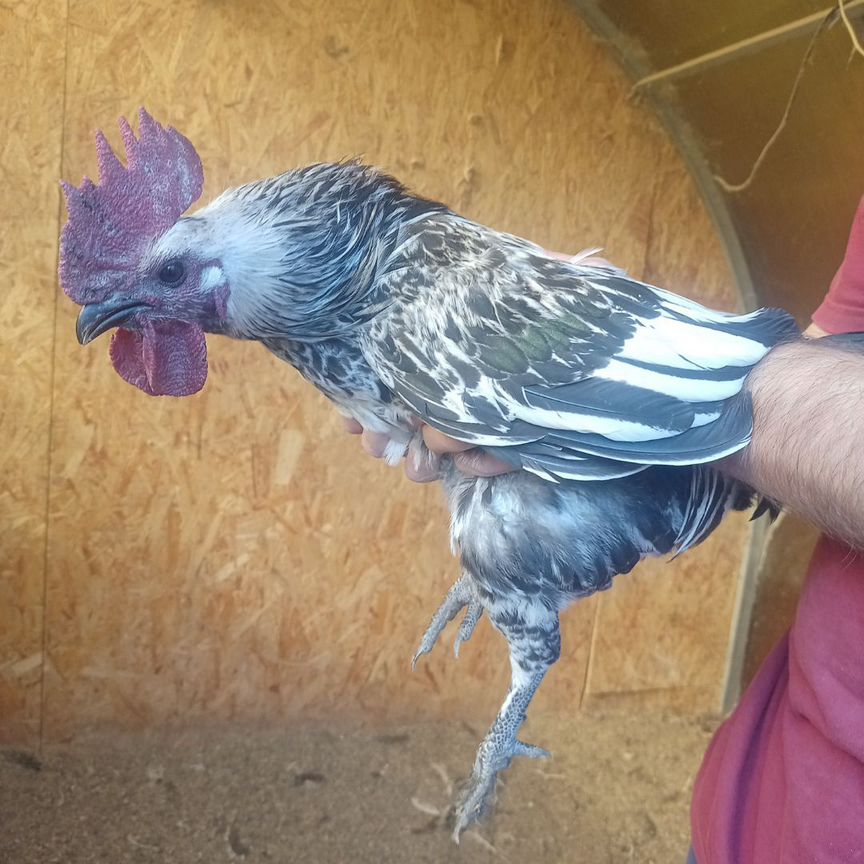 Петушков Лакиданзия 6 месяцев