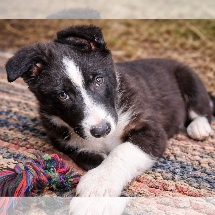 Щенок в добрые руки