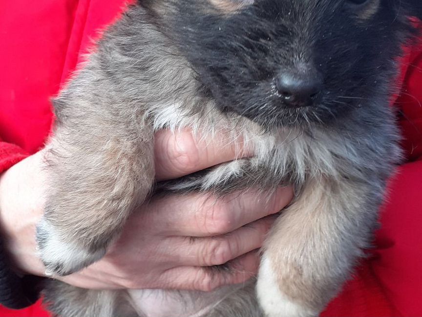 Щенок в добрые руки