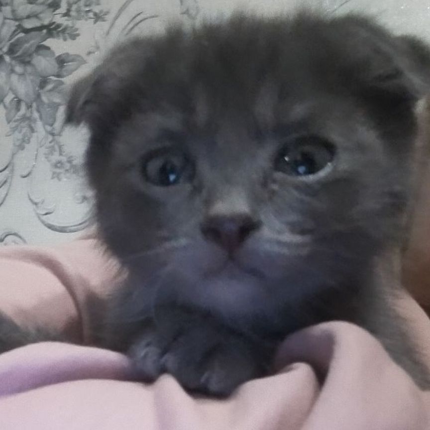 Шотландский вислоухий длинношёрстный котёнок