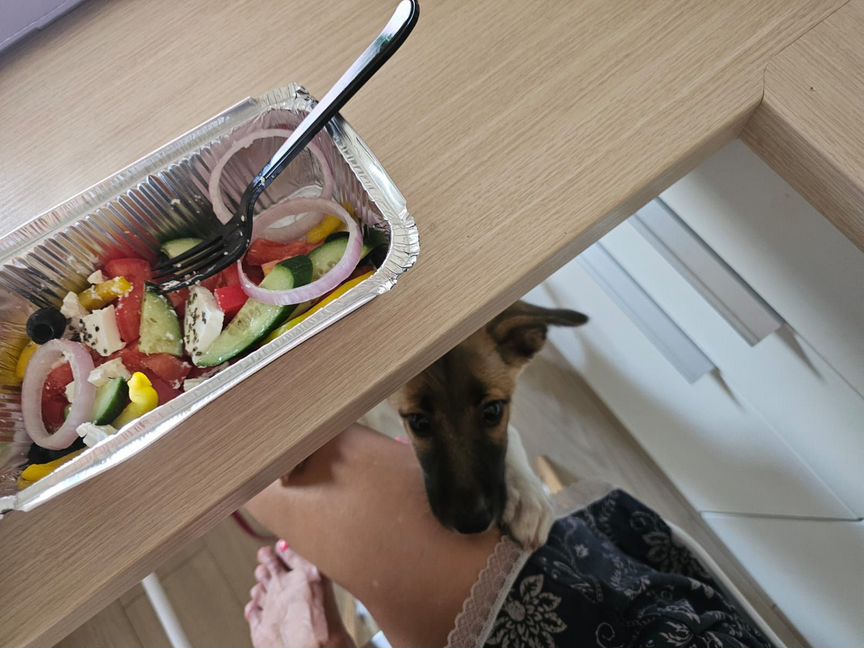 Похититель еды в добрые руки щенок бесплатно