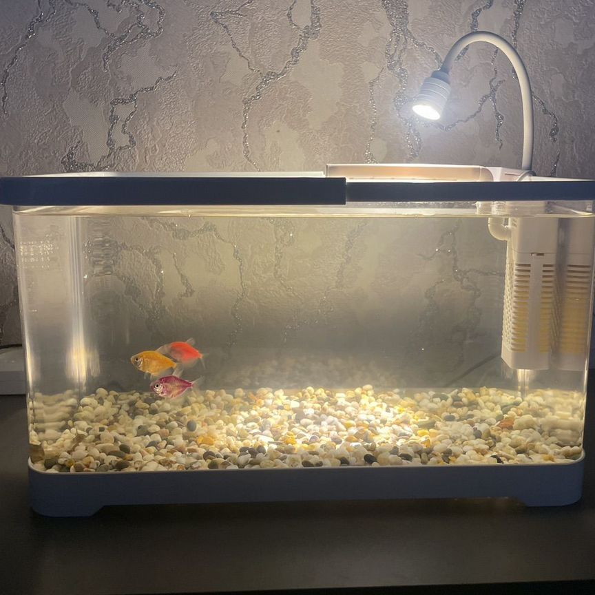 Аквариум с рыбками