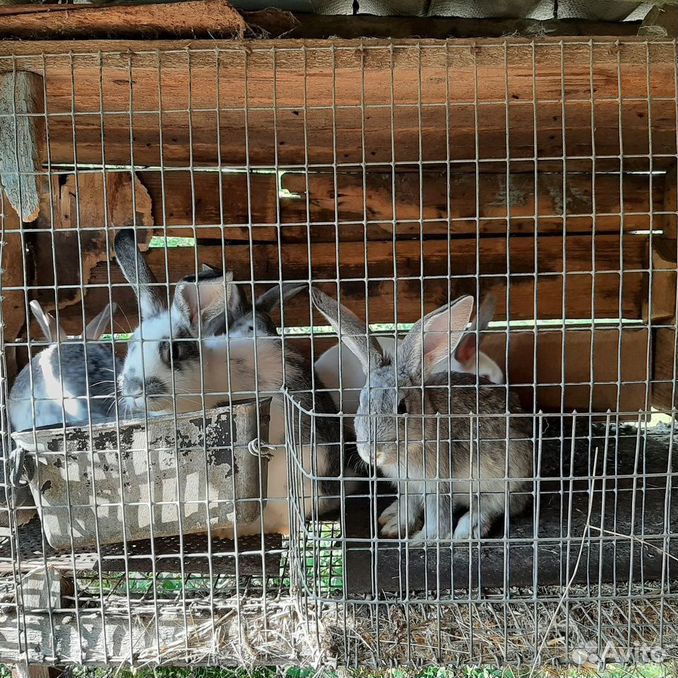 Продам молодых кроликов