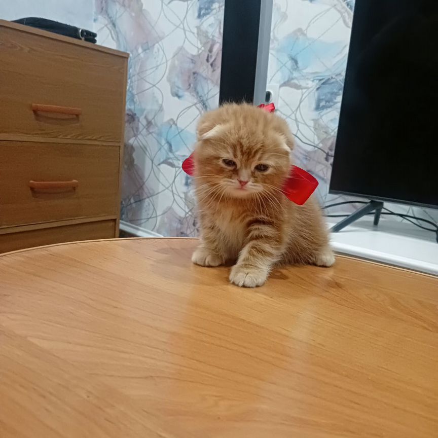 Шотландские вислоухие котята девочка