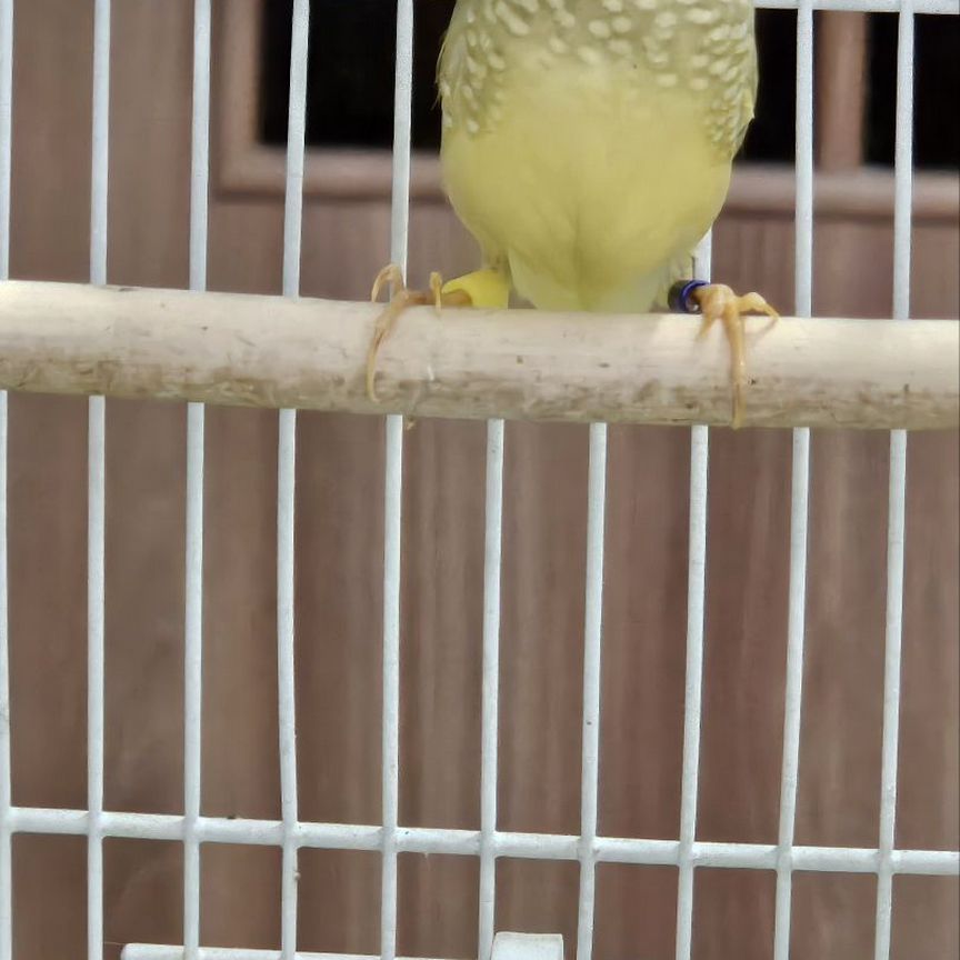 Тросниковый Астрильд