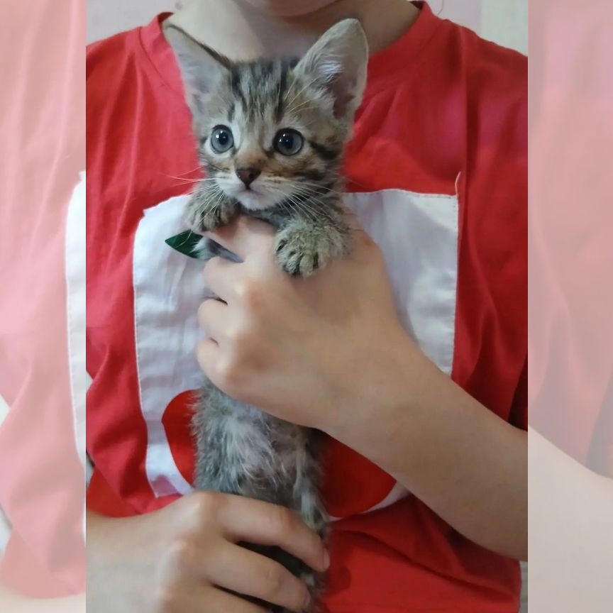 Котёнок в добрые руки