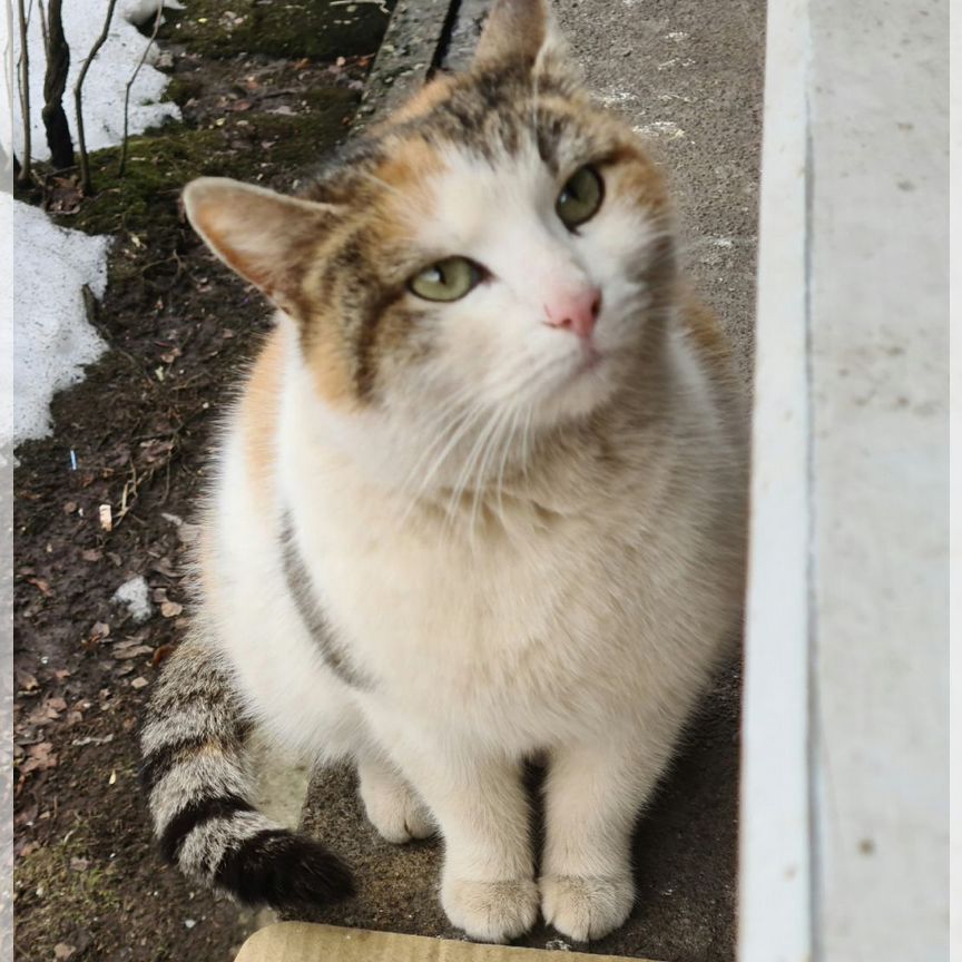 Взрослая, кошка в добрые руки