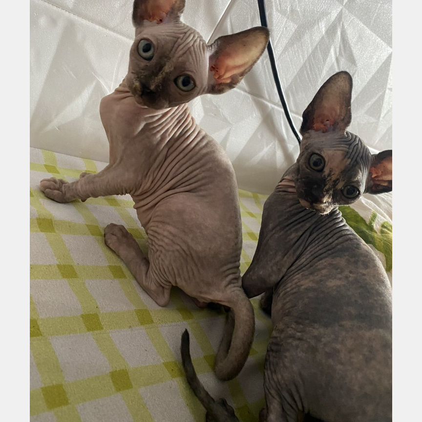 Канадский сфинкс котенок