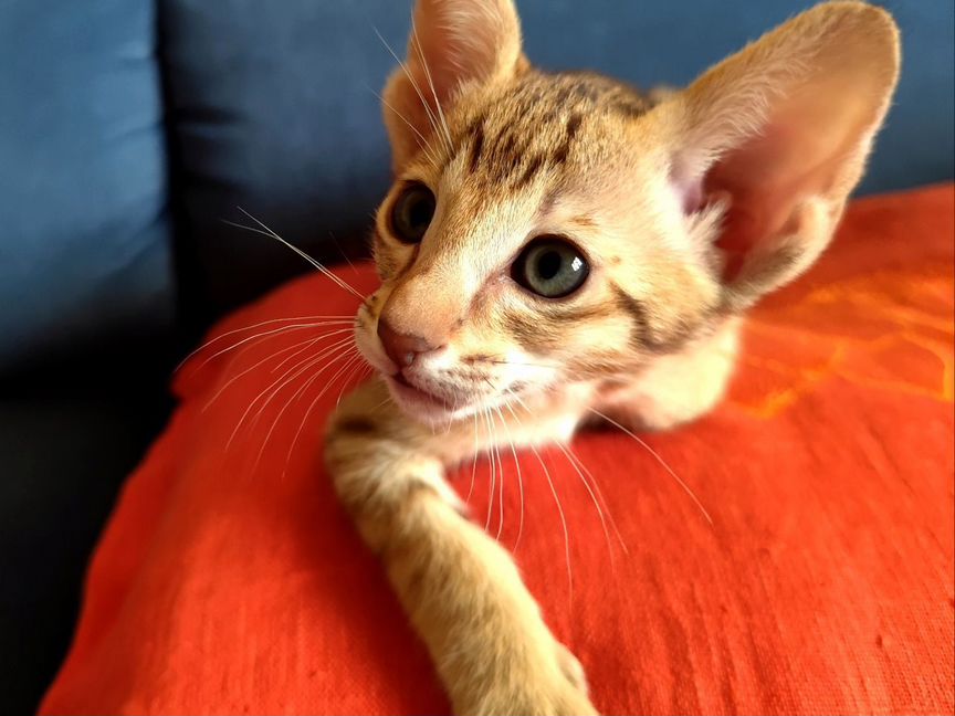 Ориенталы.Tabby spotted