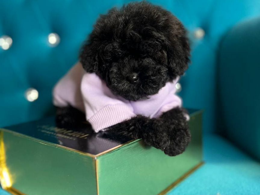 Щенки мальтипу f1 мини Черные Жемчужины