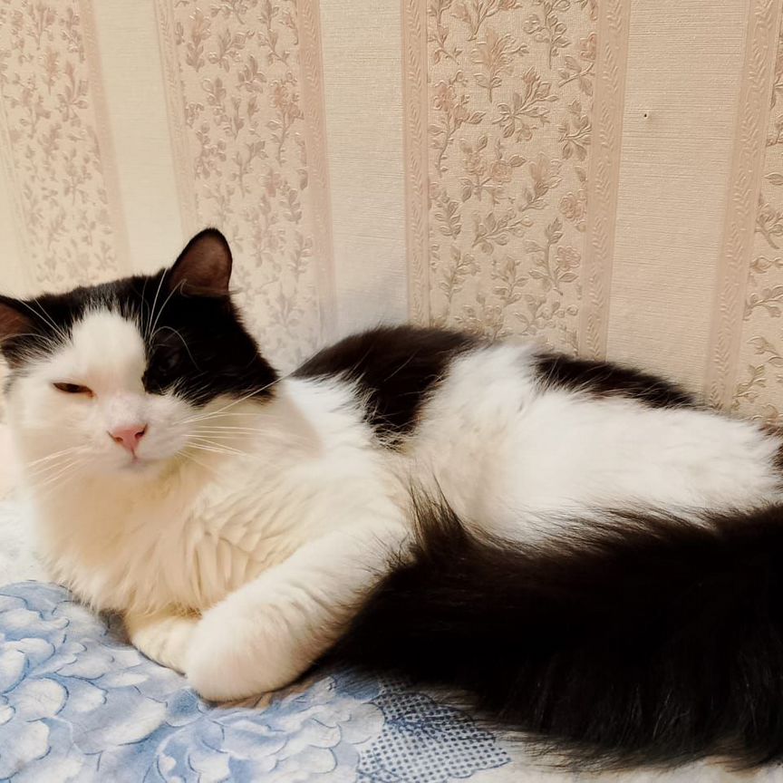 Кошечка