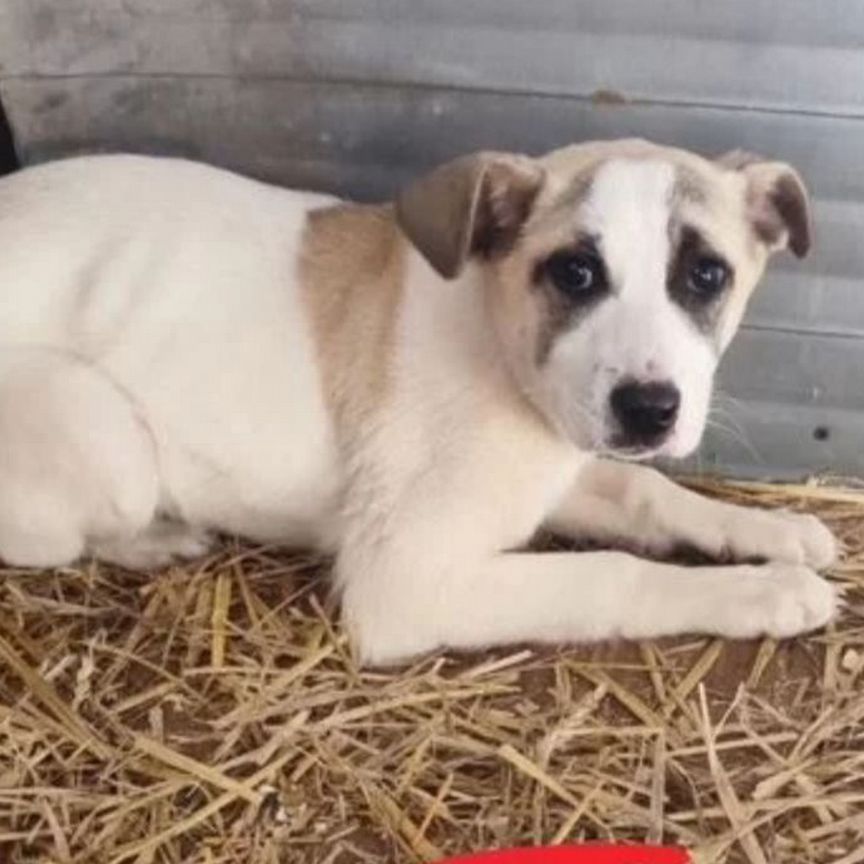 Взрослая собака в добрые руки