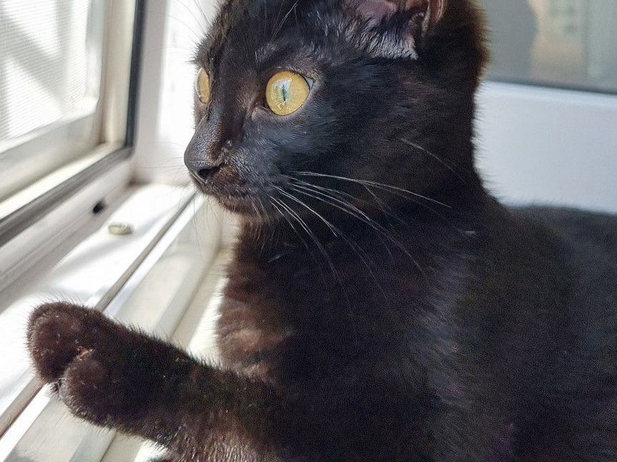 Отдам кошечку Новосибирск Бердск Искитим