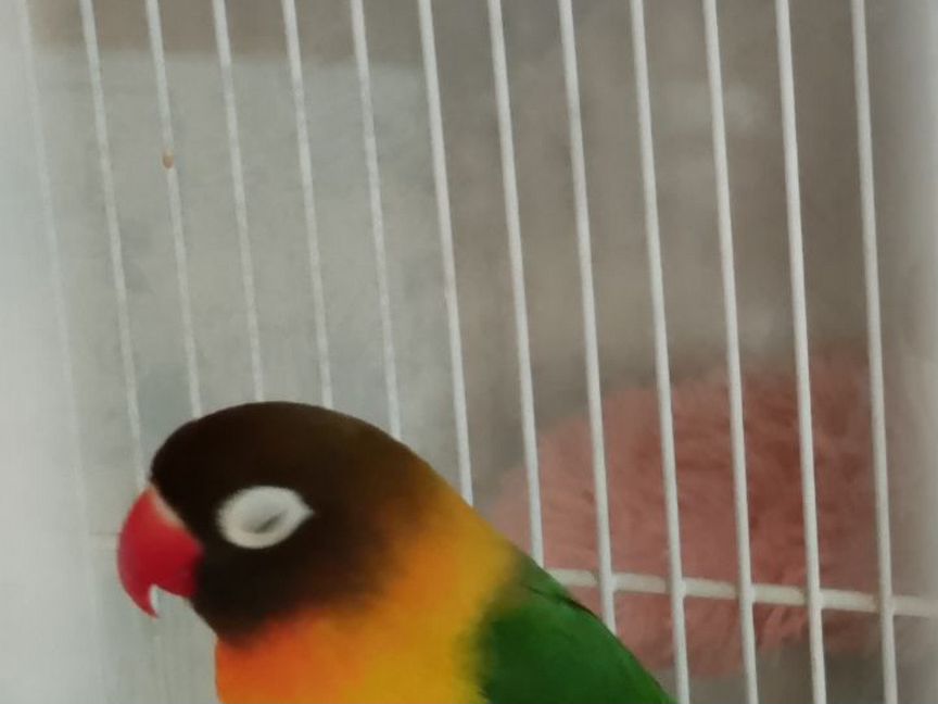 Попугай неразлучники