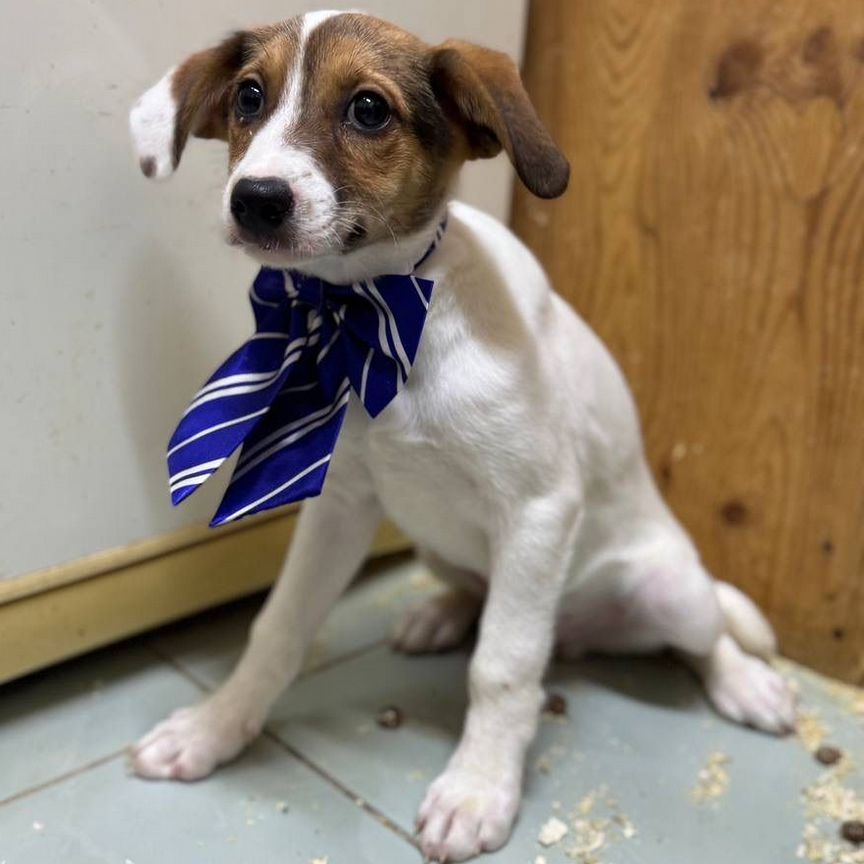 Щенок в добрые руки