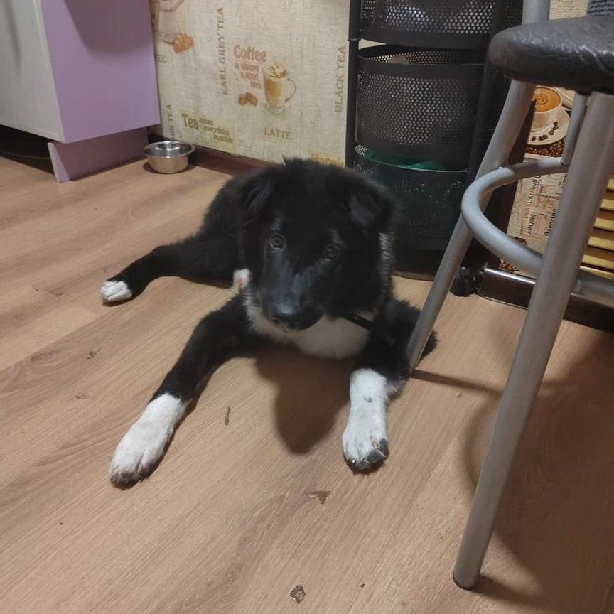 Щенок в добрые руки