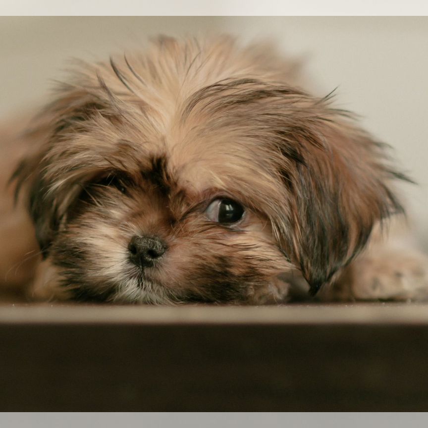 Йоркширский терьер, щенок