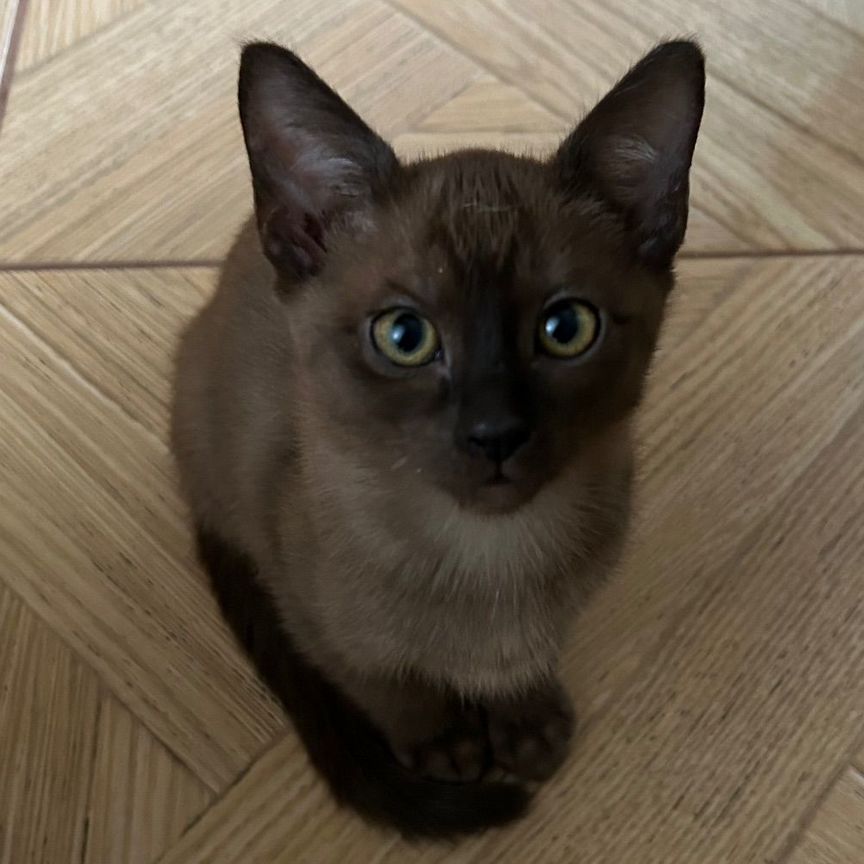 Бурмилла котёнок