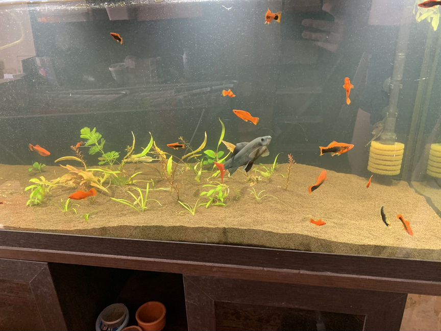 Аквариумные рыбки