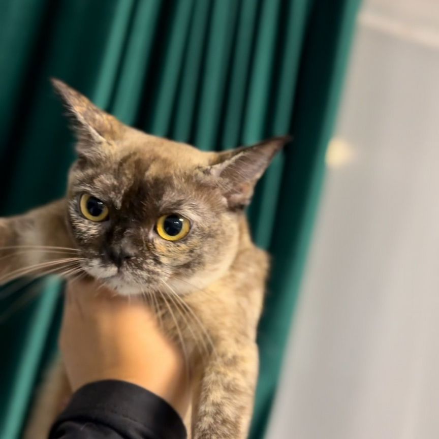 Кошечка бурмы Бурманская кошка