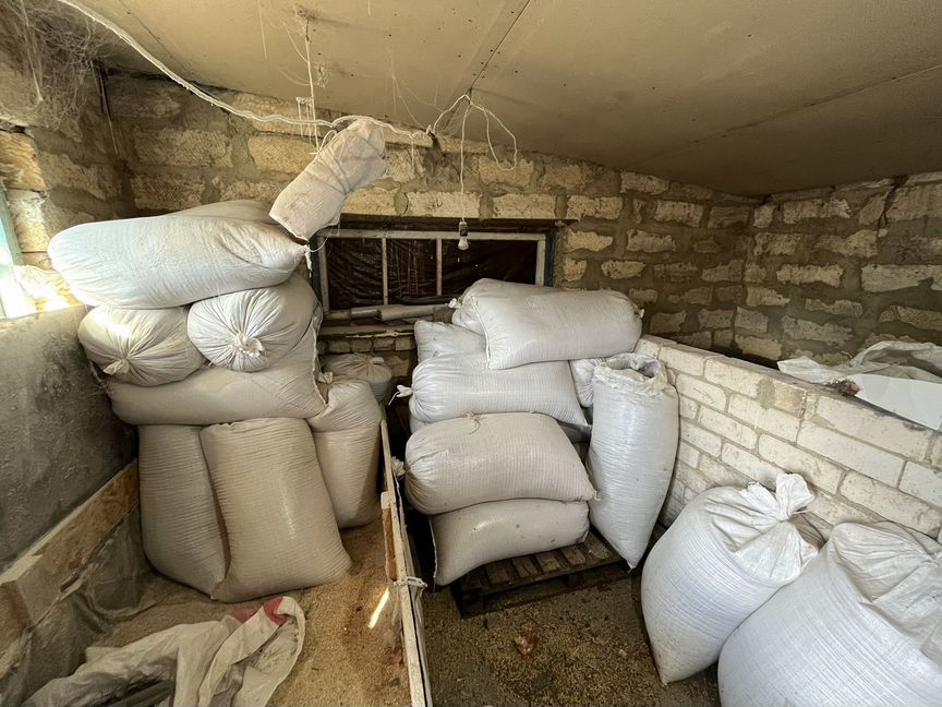 Семечки подсолнечника