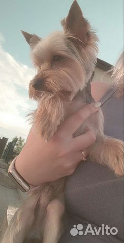 Йоркширский терьер мини вязка