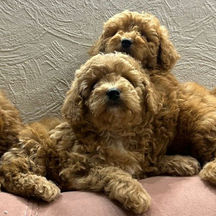 Щенки мальтипу F2