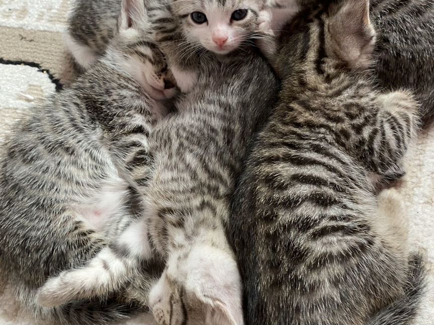 Бенгальские котята серебро