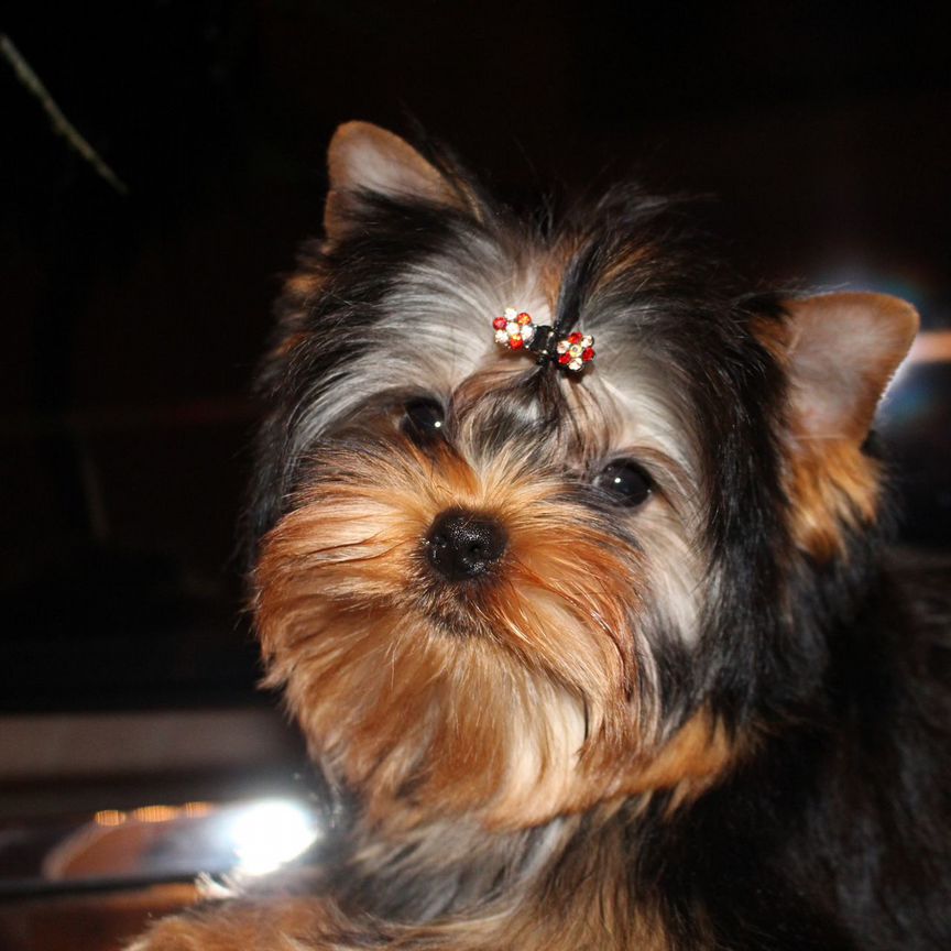 Мини куколка из п-ка Королевский Шик(док-ты РКФ, к