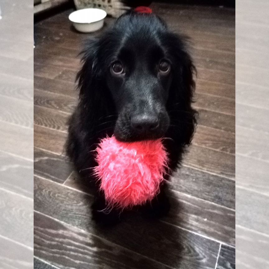 Английский кокер-спаниель, щенок