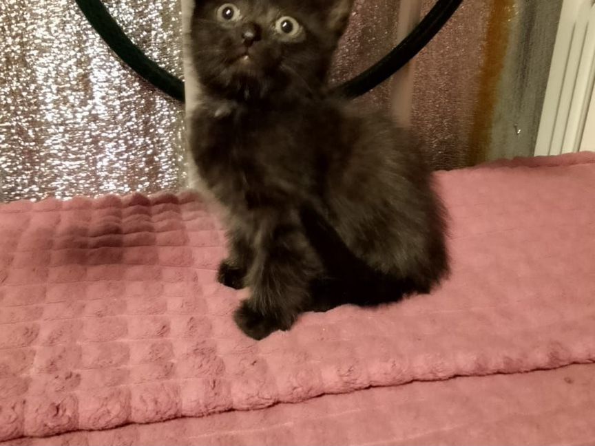 Кошка в дар бесплатно