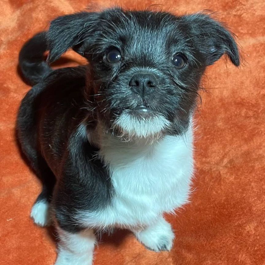 Щенок в добрые руки