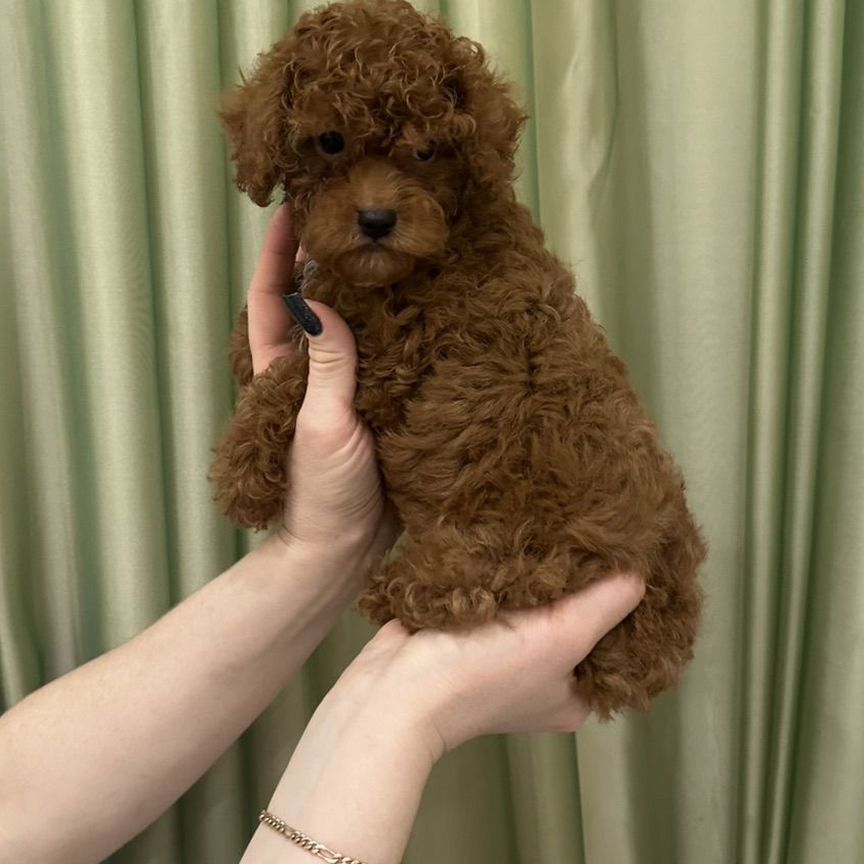 Той-пудель, щенок