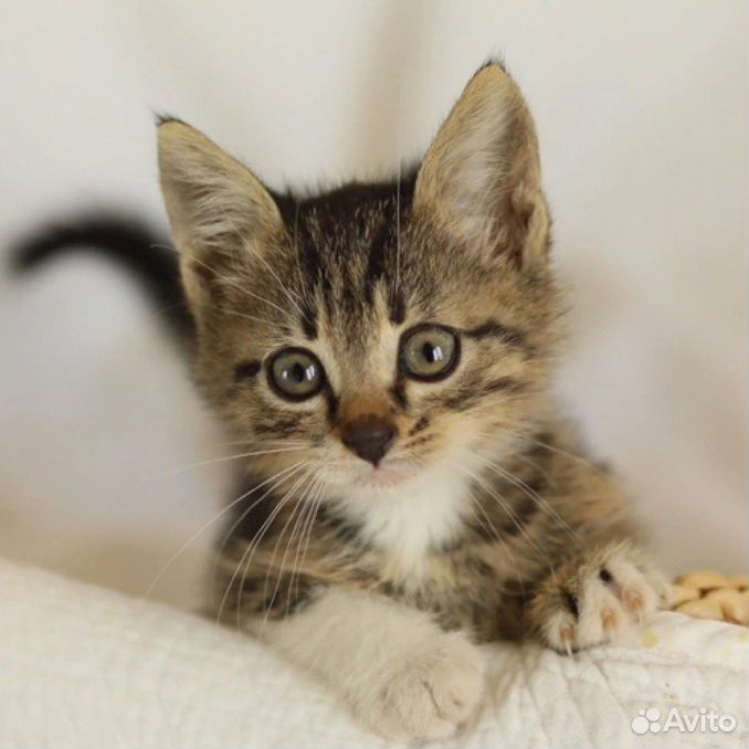 Котенок малюсенький 1,5 месяца