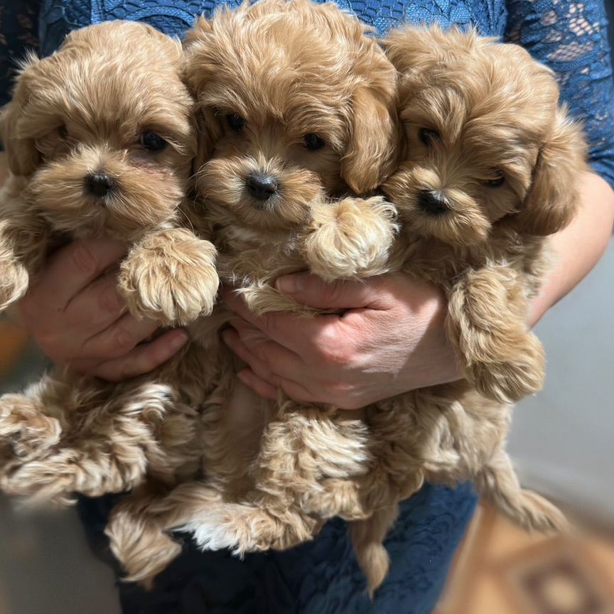 Мальтипу, щенок