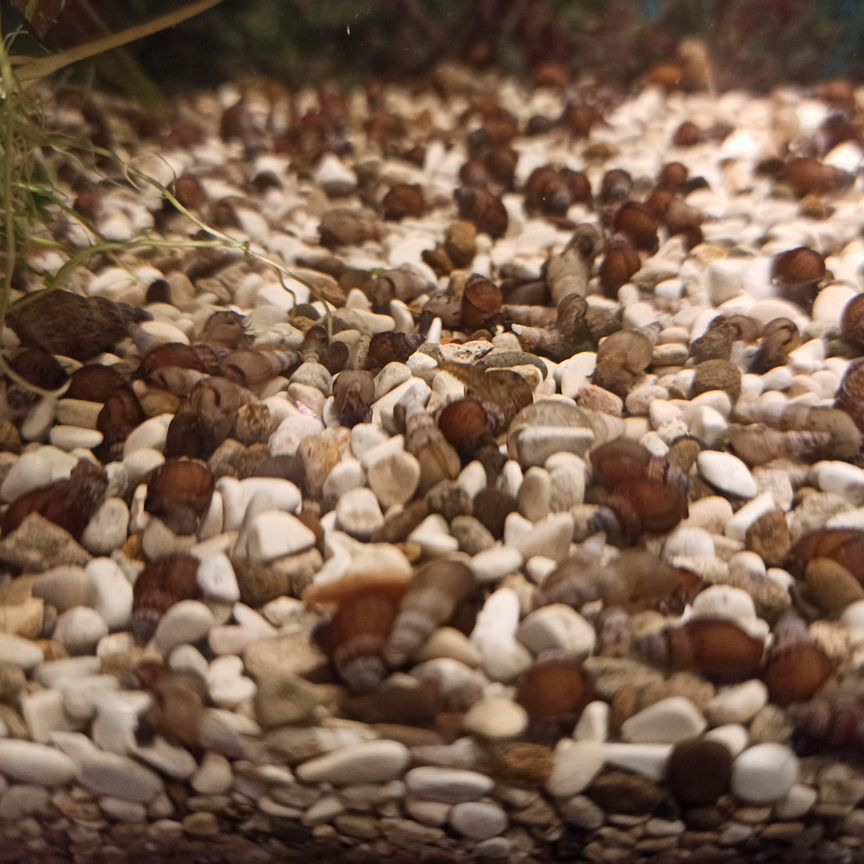 Улитки Мелании - Бесплатно