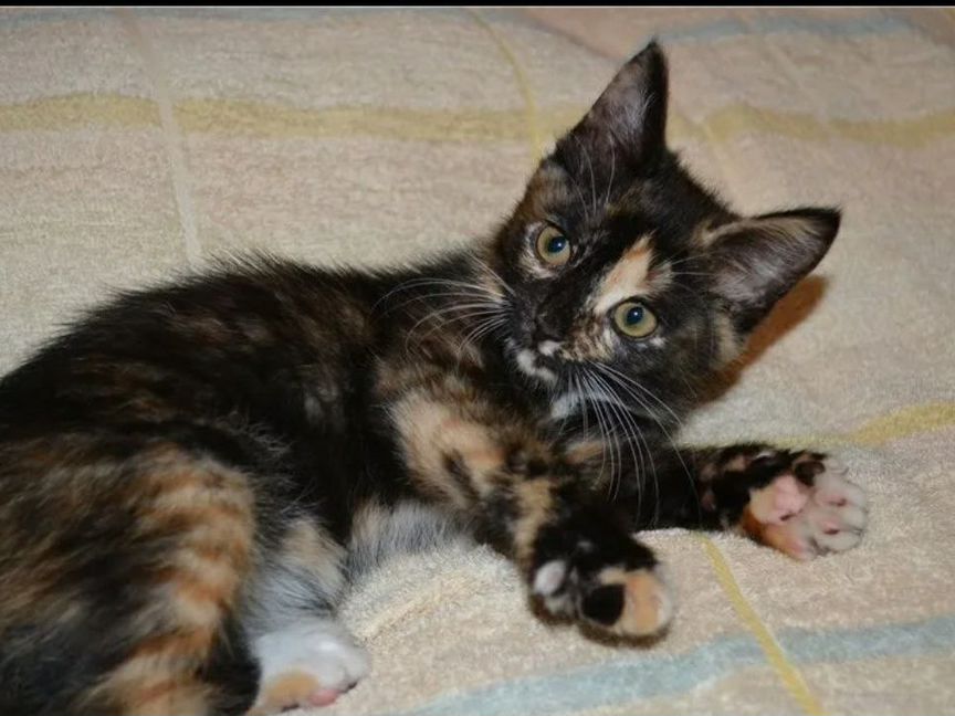 Котенок ищет дом