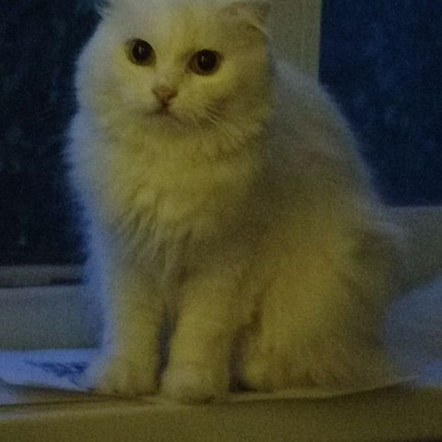Кошка турецкая ангора
