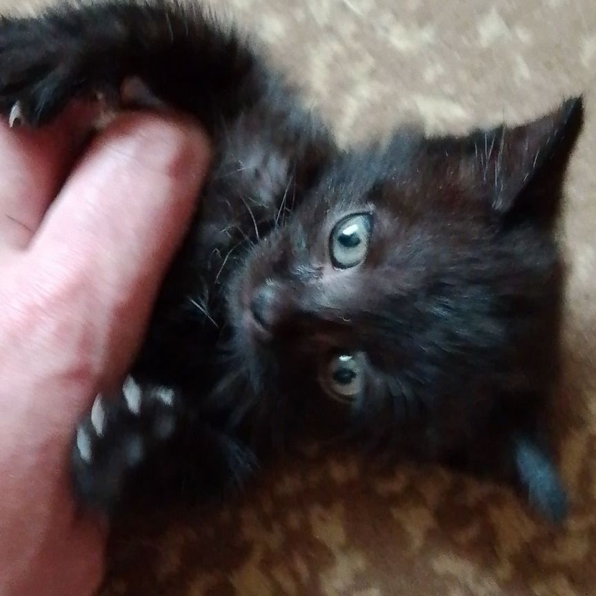 Сибирский котёнок