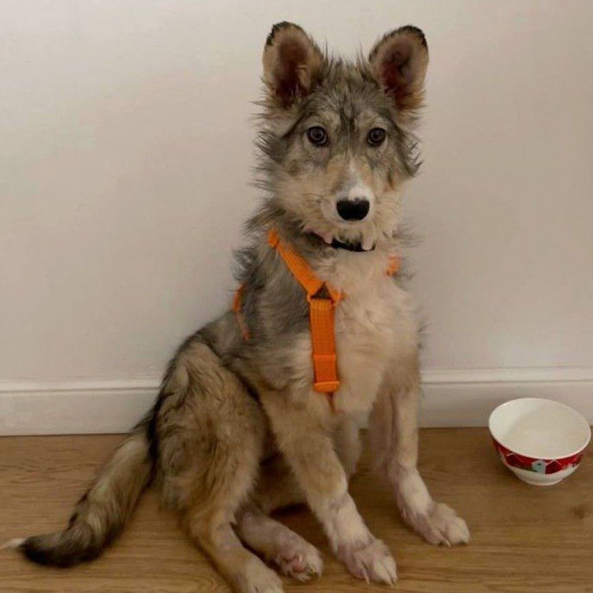 Щенок в добрые руки