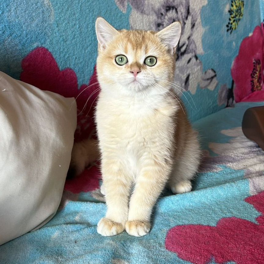 Котята британская золотая шиншила