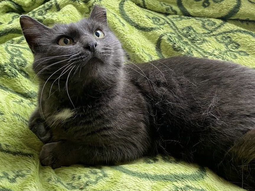 Кошка Мисти (5 лет) ищет дом