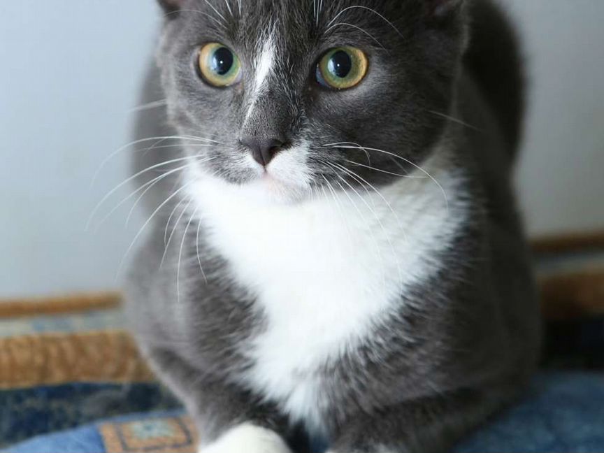 Котенок мальчик 4-4,5 мес