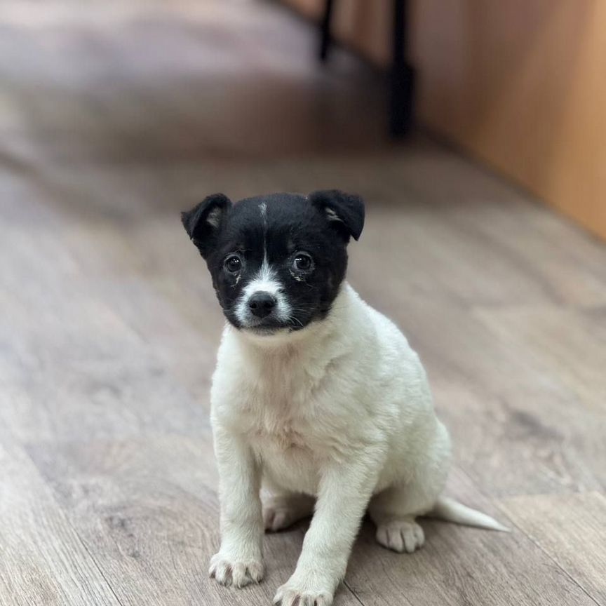 Щенок 1 месяц, мальчик. В хорошие руки