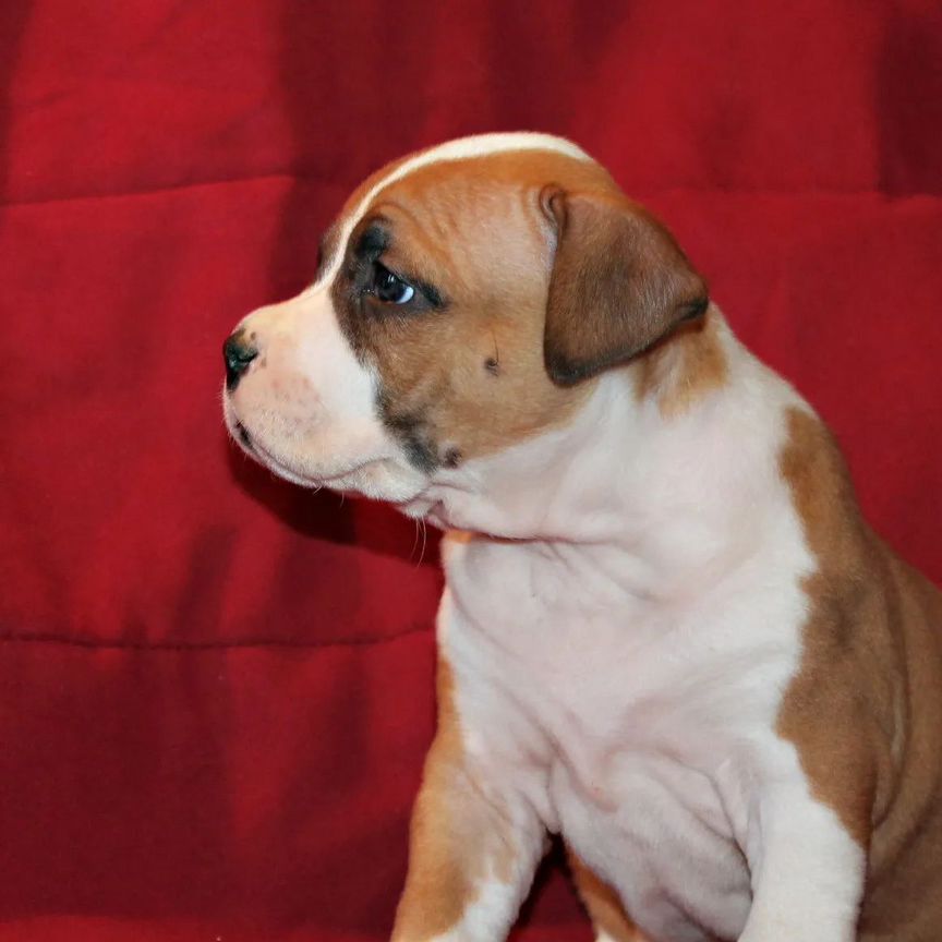 Щенки амстаффа