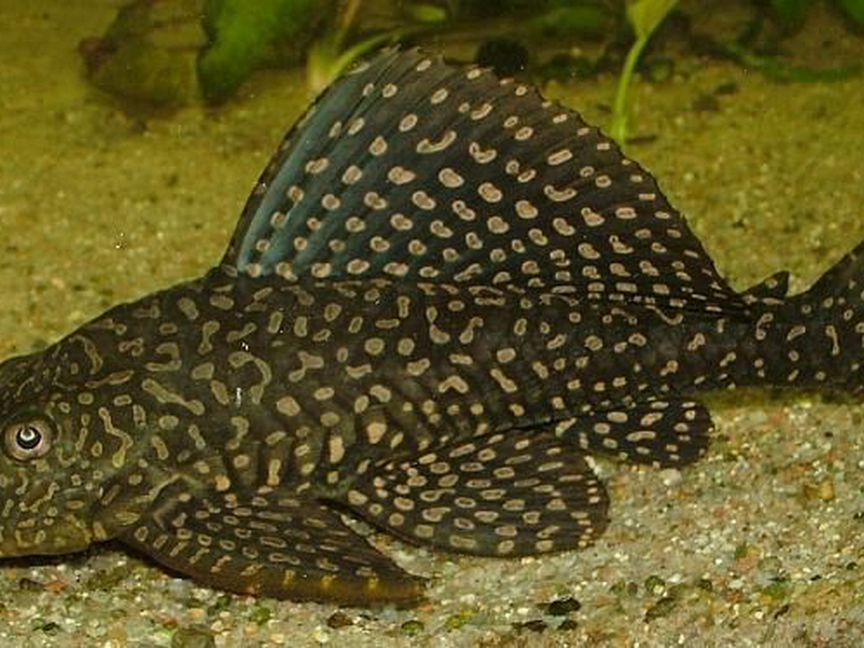 Птеригоплихт