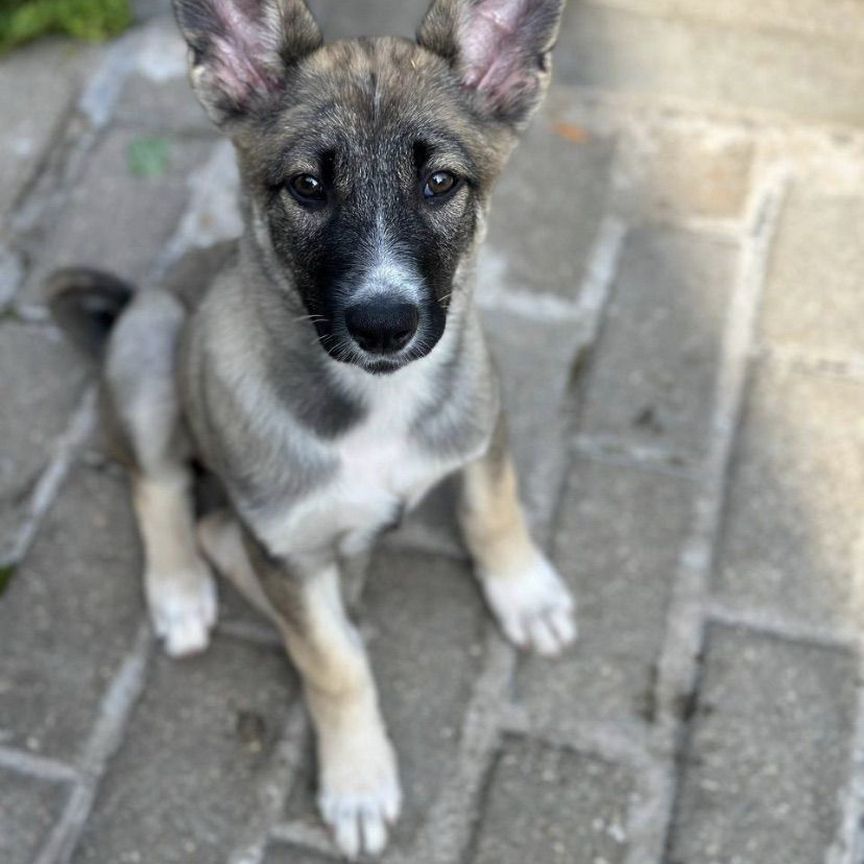 Щенок в добрые руки